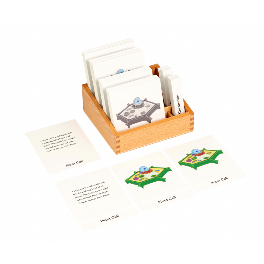 Plantcell Nomenclature – MontessoriMaterialsAustralia