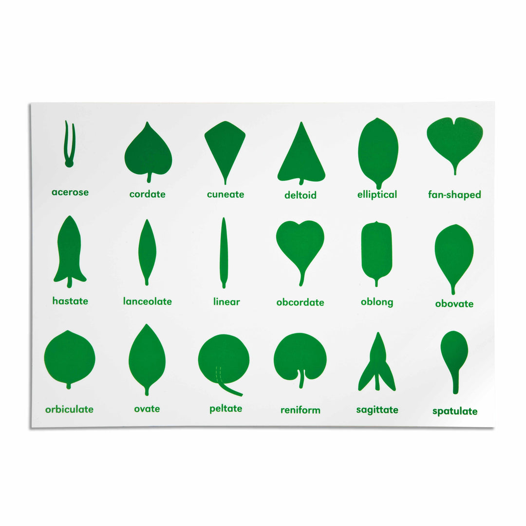 Botany Cabinet Control Chart – MontessoriMaterialsAustralia
