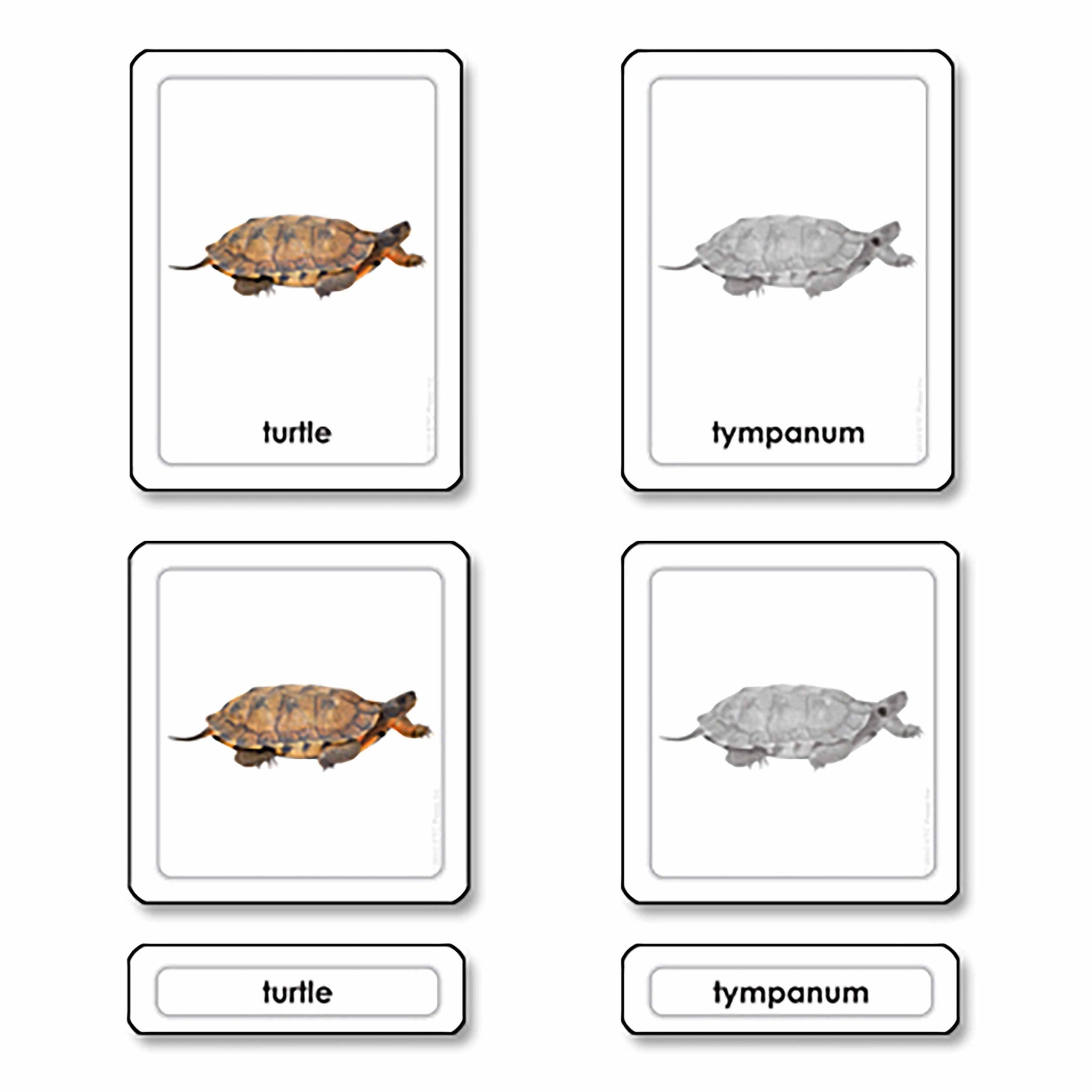 Parts Of A Turtle (Reptile) – MontessoriMaterialsAustralia