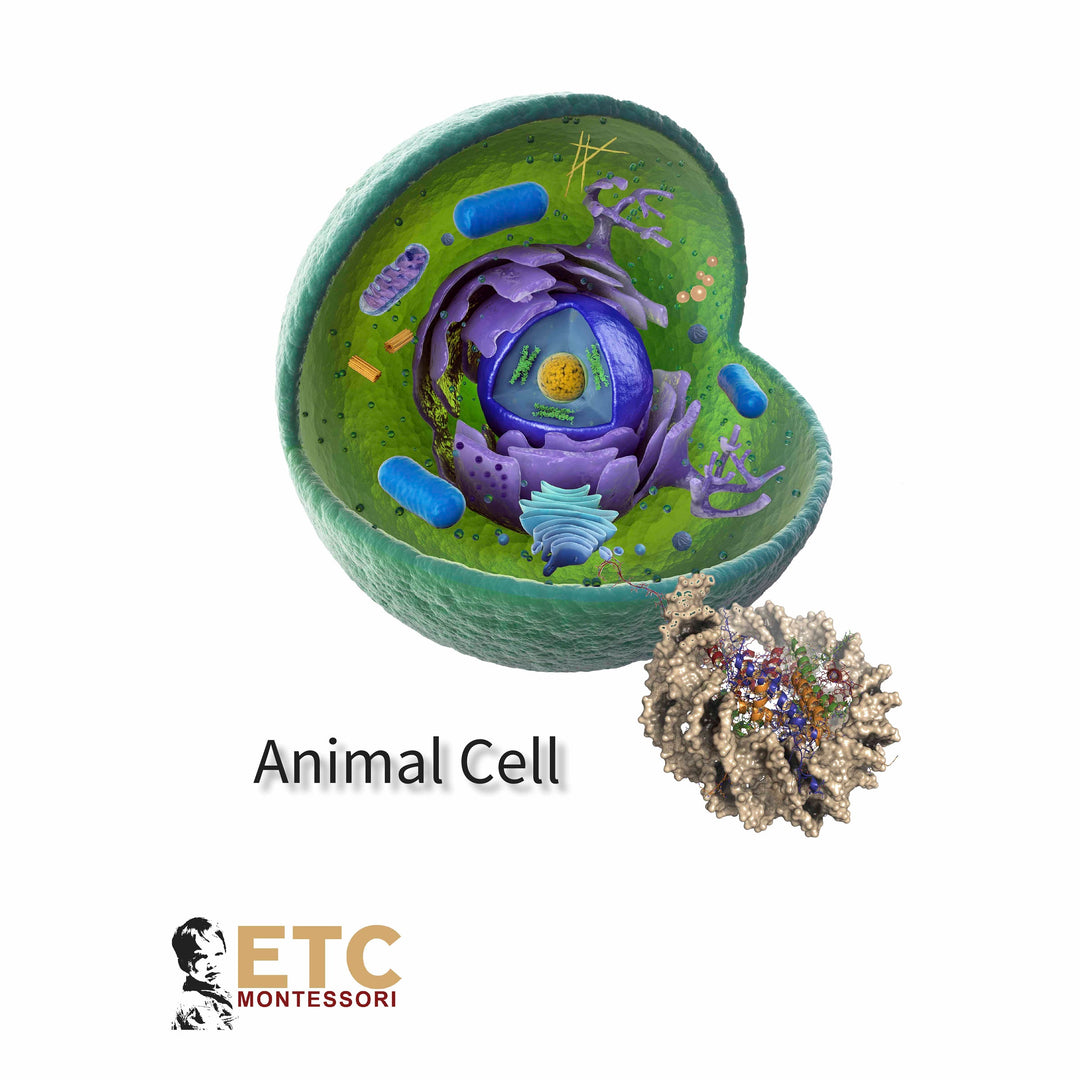 Animal Cell – MontessoriMaterialsAustralia