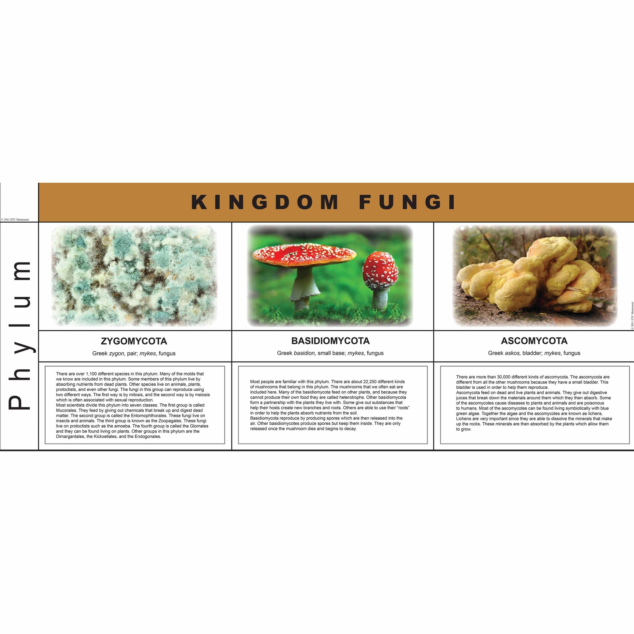 Fungi Kingdom Charts – MontessoriMaterialsAustralia