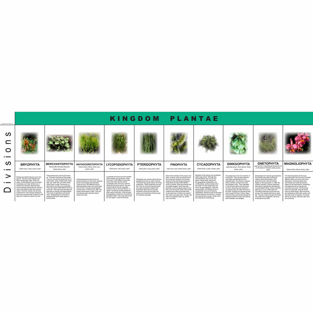 Plant Kingdom Charts – MontessoriMaterialsAustralia