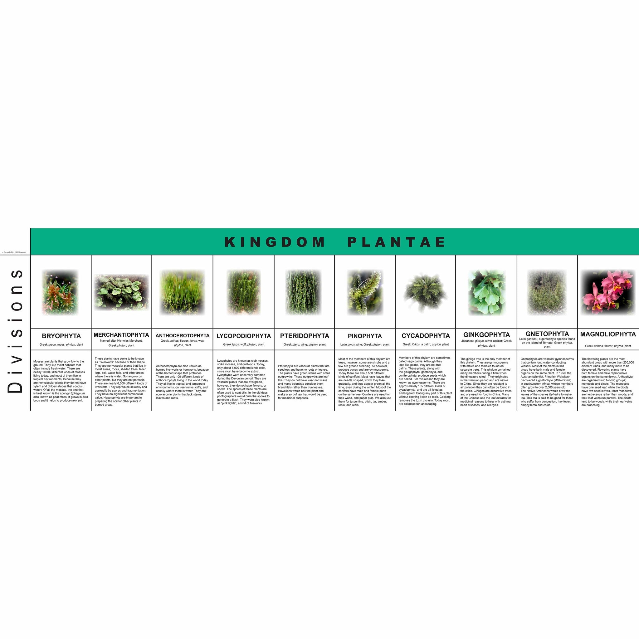 Plant Kingdom Charts – MontessoriMaterialsAustralia